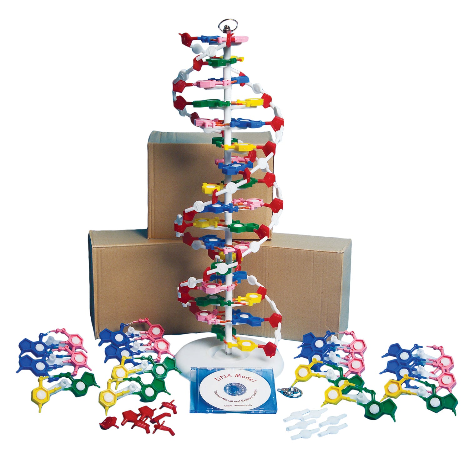 United Scientific DNA Model Kit for Biology & STEM Learning – Nexera ...