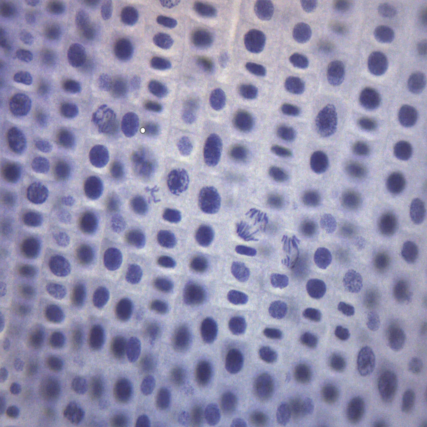 Onion Mitosis Prepared Microscope Slide – 75x25mm | Allium Root Tip Ce ...