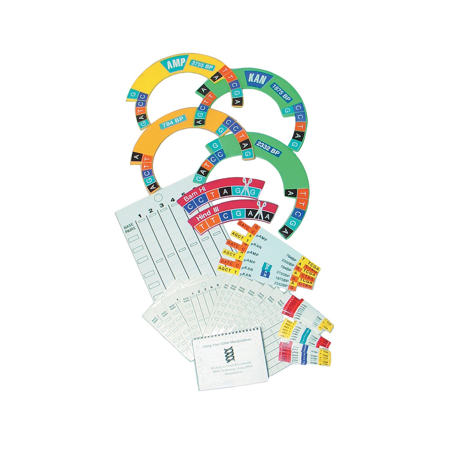 United Scientific® DNA Manipulatives Kit – Classroom Set for Recombina ...