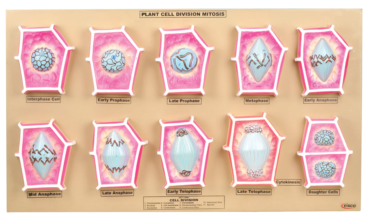 Eisco® Plant Mitosis Model – Hand Painted Cell Division Teaching Aid w ...
